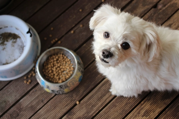 Your Simple Dog Care Routine: 6 Steps to a Happy and Healthy Pup